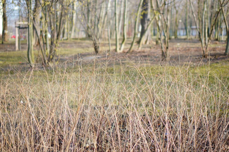 Leafless shrub stock image. Image of park, shrub, nature - 50614479