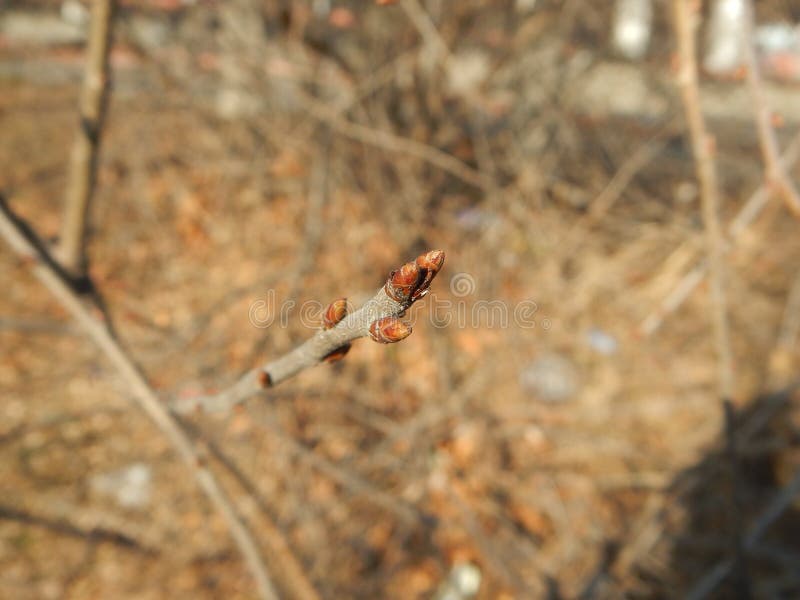Leafless Small Tree Branch Growing before Spring Stock Photo - Image of ...