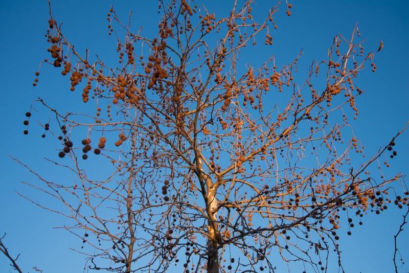 Leafless Sycamore Tree with Fruit. Sunny Autumn Day Stock Image - Image ...