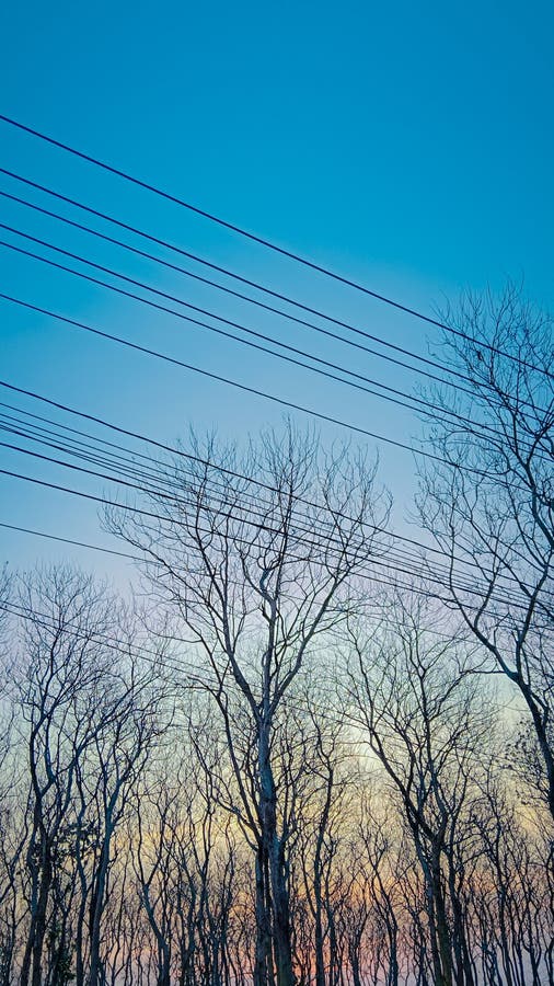 Leafless Tak Forest with Orange and Blue Sky Background Stock Image ...