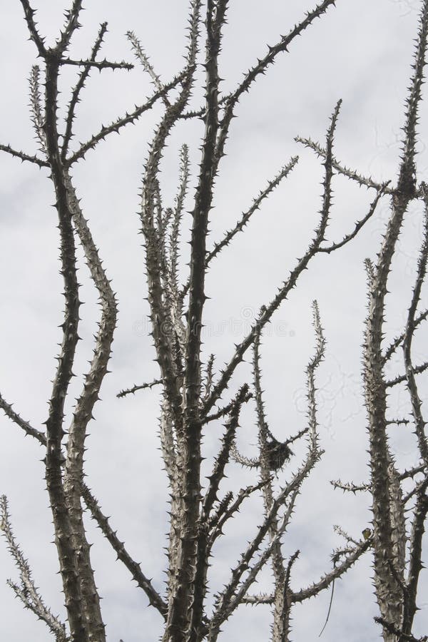 Leafless Thorn Tree Against Cloudy Grey Sky Stock Image - Image of ...