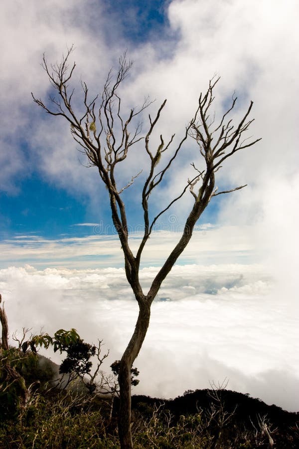 Leafless tree stock image. Image of leaf, mighty, generic - 10426005