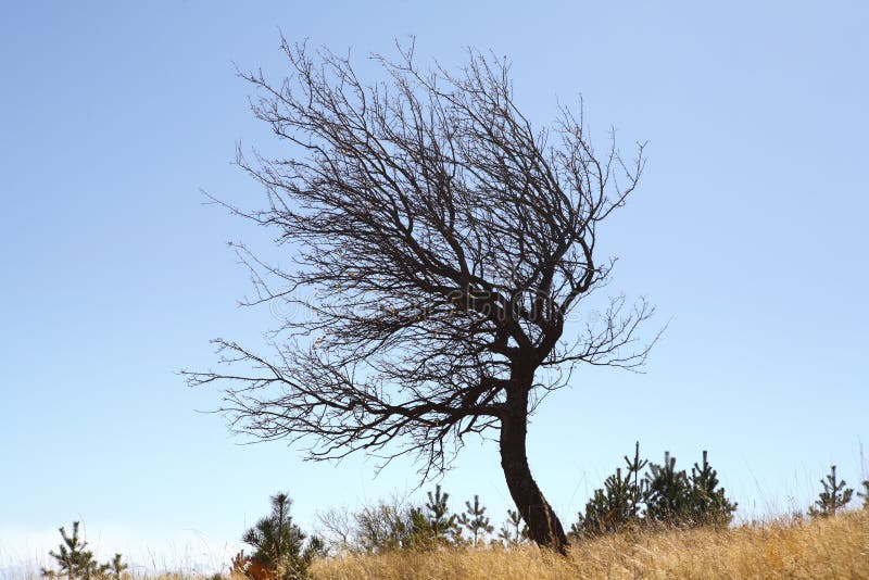 Leafless tree stock photo. Image of stem, branch, outdoor - 38012338