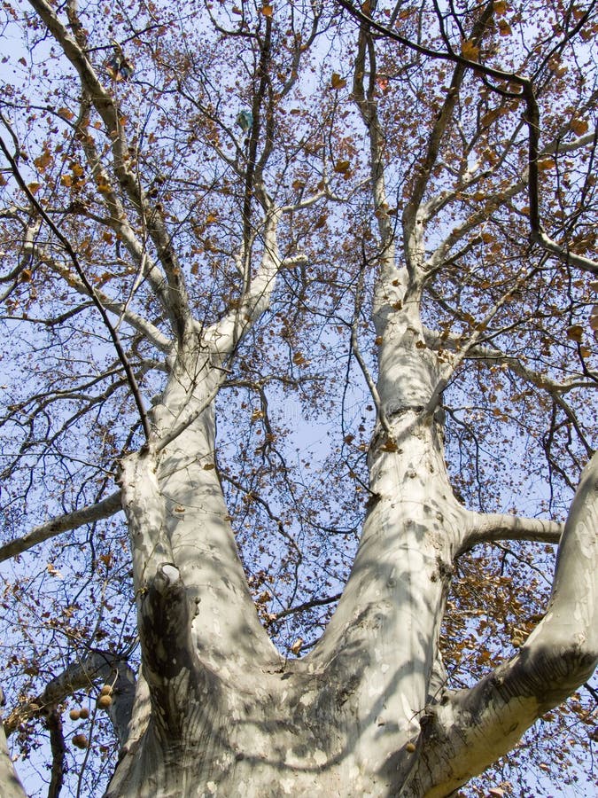 Leafless tree stock image. Image of autumn, sight, tree - 4368385
