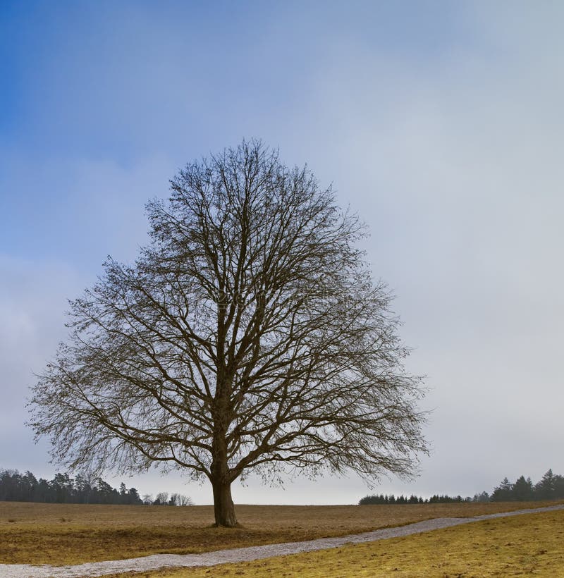 Leafless Tree Stock Images - Download 14,833 Royalty Free Photos