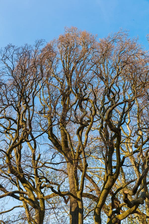 Leafless tree stock image. Image of branch, trunk, bald - 68819559