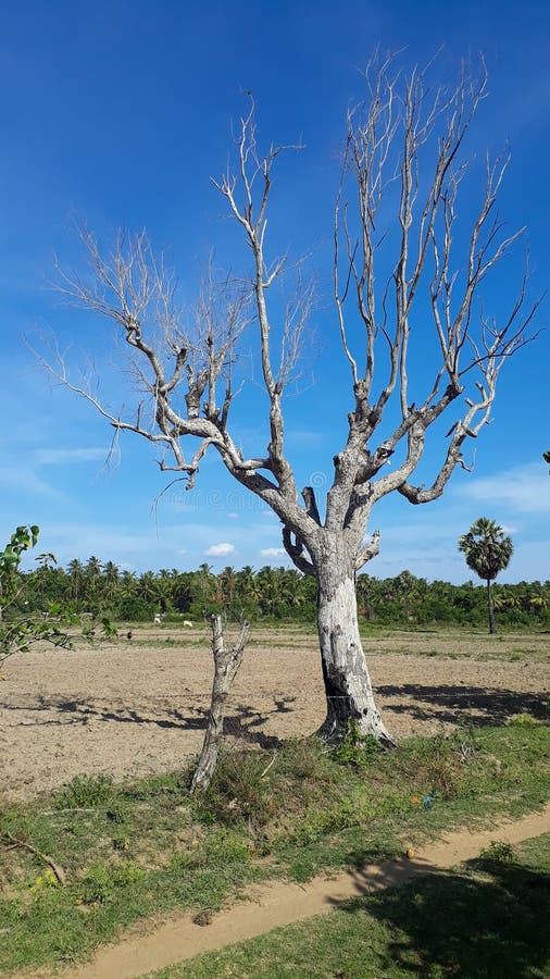 Braches Reaching for the Sky Stock Photo - Image of tourism, travel ...