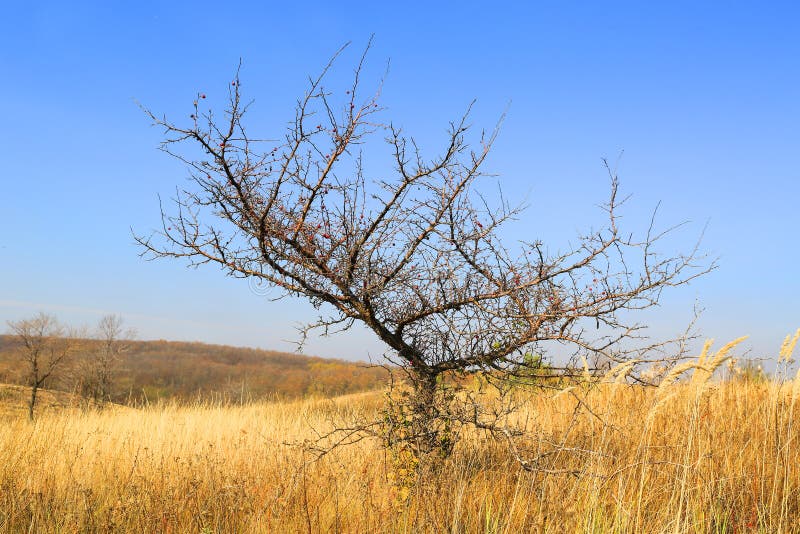 Dry grass on meadow stock photo. Image of rural, spring - 78267120