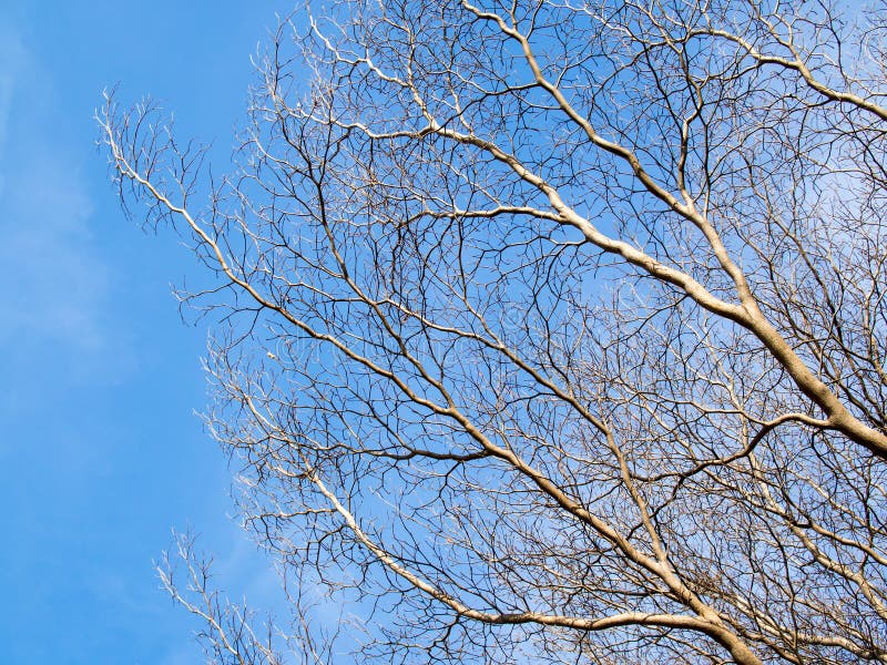 Leafless Tree stock photo. Image of fade, hard, autumn - 98244034