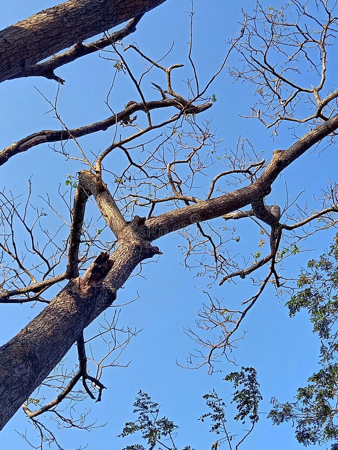 Leafless Tree in Autumn Season Stock Image - Image of leafless, trees ...