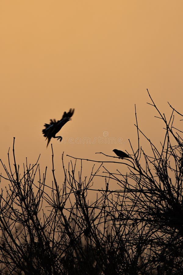 Leafless Tree with Birds at Sunset Stock Photo - Image of peaceful ...