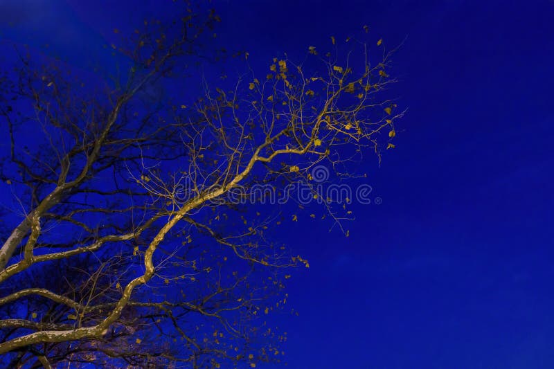 An almost Leafless Tree Branch Illuminated, Against a Dark, Blue Night ...