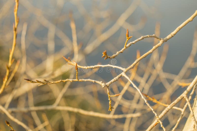 Leafless tree branch stock image. Image of nature, leafless - 63013859
