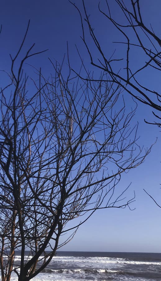 1,311 Shedding Tree Stock Photos - Free & Royalty-Free Stock Photos ...