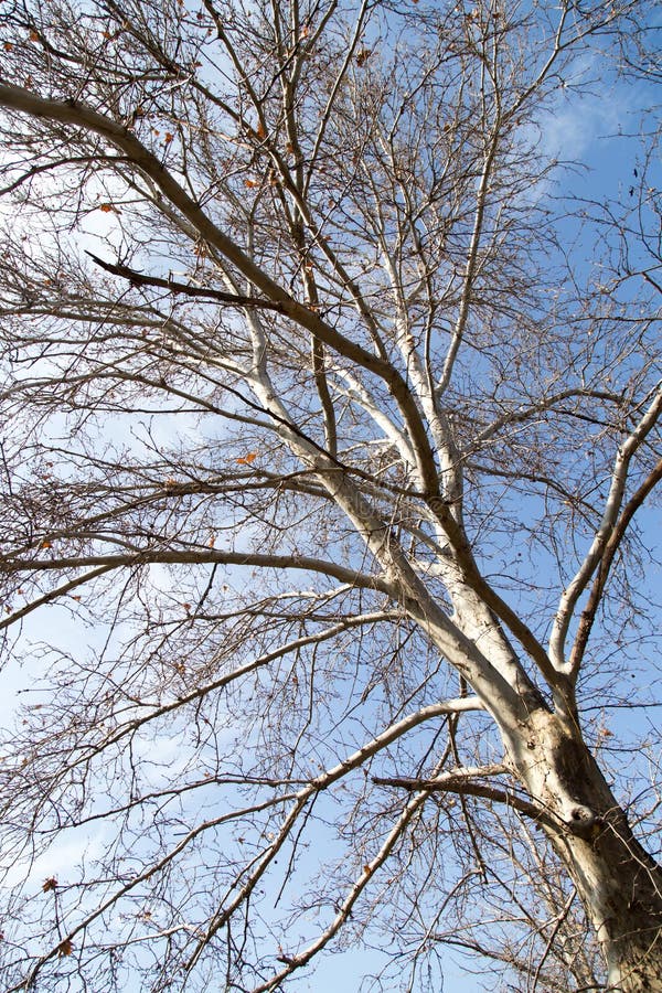 Leafless Tree Branches Against the Blue Sky Stock Photo - Image of ...