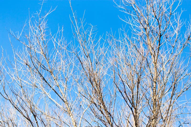 Leafless Tree Branches Against the Blue Sky Stock Photo - Image of dead ...