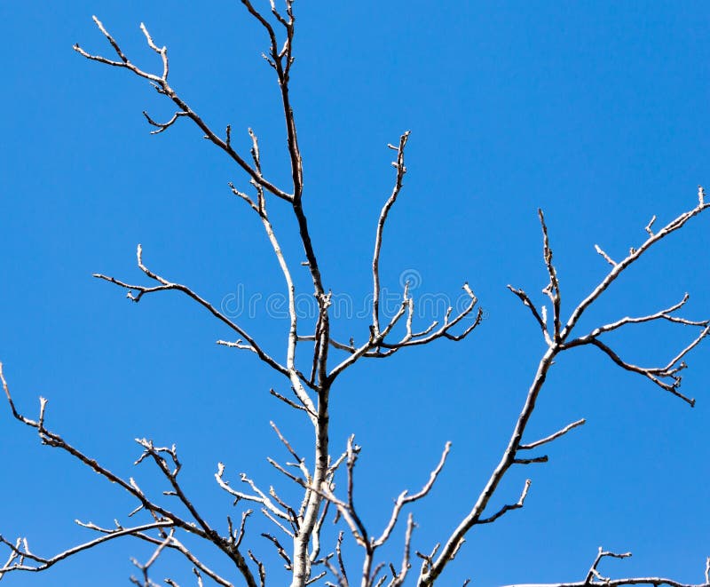 Leafless Tree Branches Against the Blue Sky Stock Photo - Image of ...