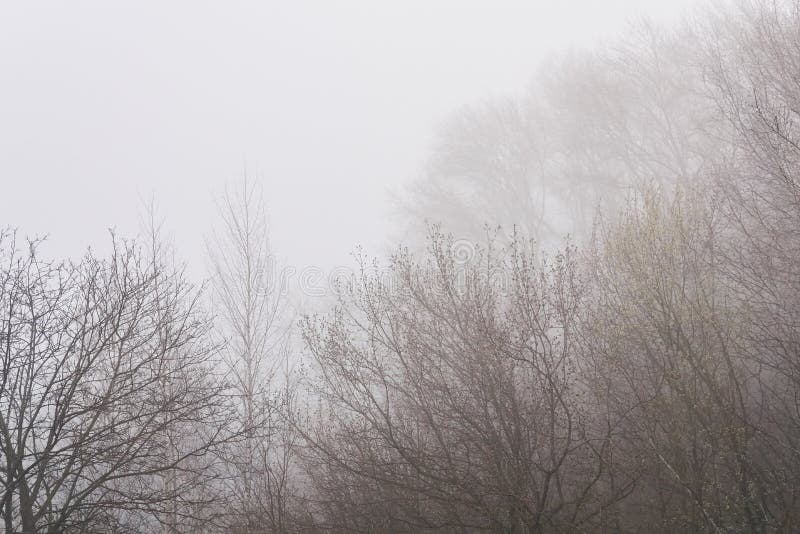 Leafless Tree Branches are Barely Visible in Fog in Early Spring Stock ...