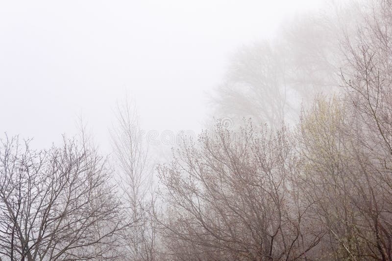 Leafless Tree Branches are Barely Visible in Fog in Early Spring Stock ...