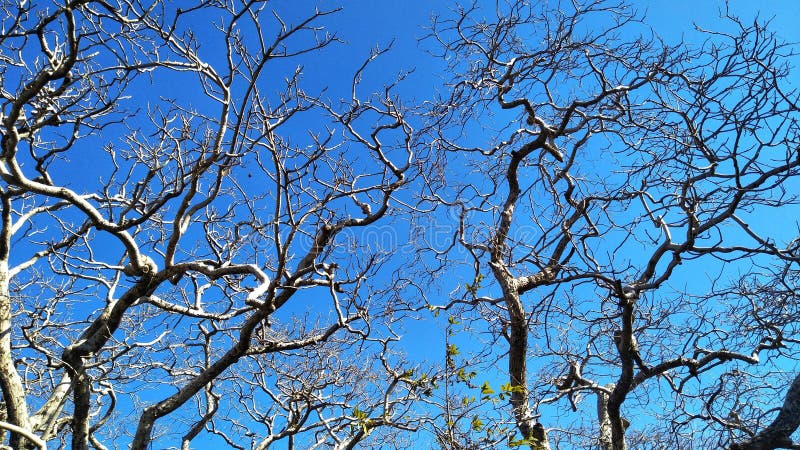 Leafless Tree Branches Against Blue Sky, Nature Background Image Stock ...