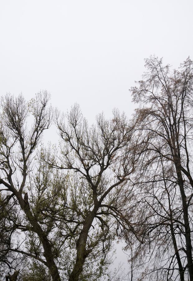 Leafless Tree Branches stock photo. Image of branch, people - 84983838