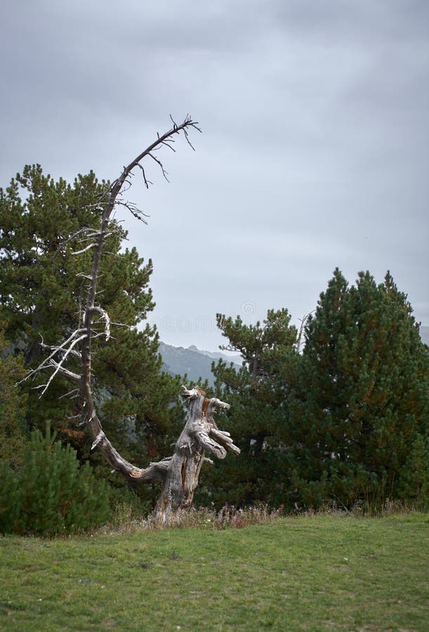 Skeleton of a Dry Tree with Its Branches Making Shapes in the Middle of ...