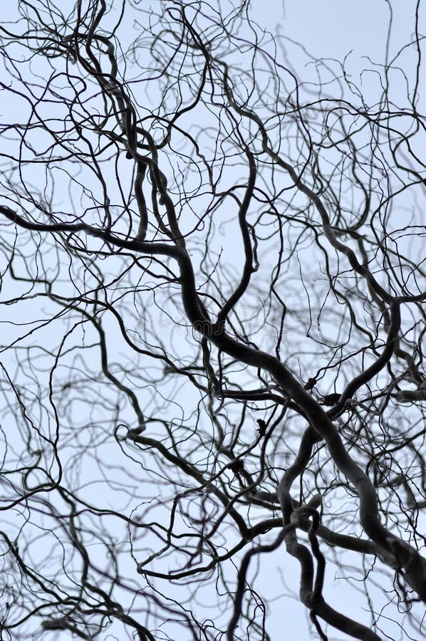 Leafless Tree Branches Perspective. Stock Photo - Image of branch ...