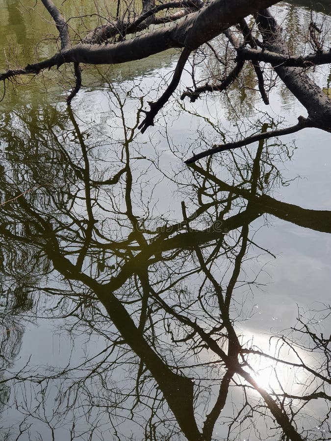 Leafless Tree Branches Reflecting on the Surface of a Pond on a Sunny ...