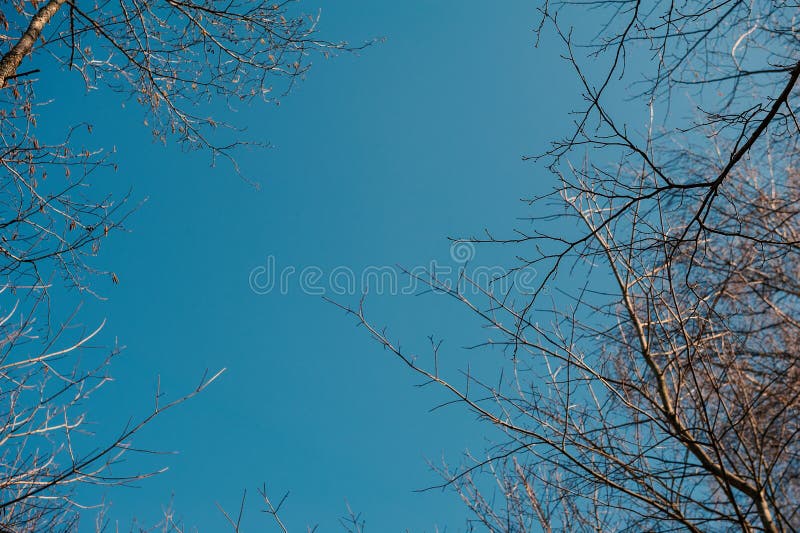 Leafless Tree Branches Stretch Against a Clear Blue Sky, Creating ...