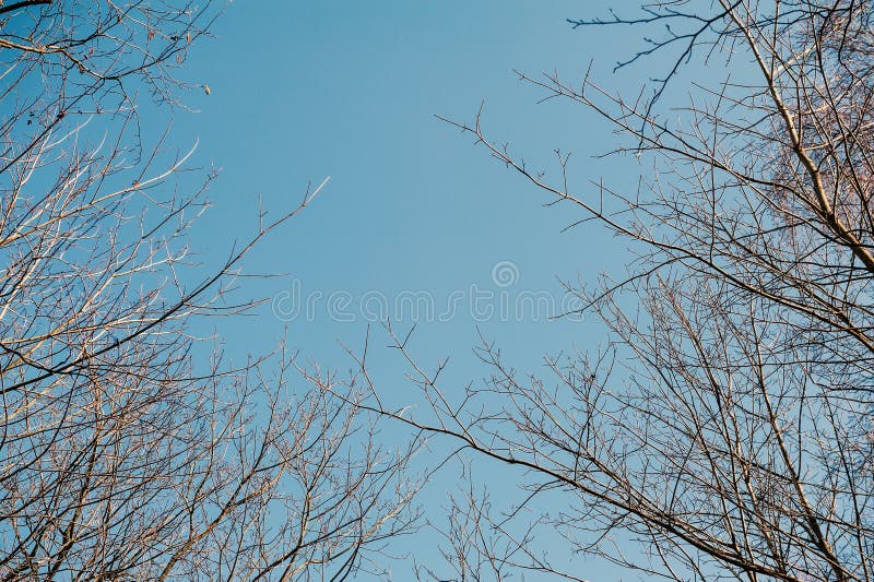 Leafless Tree Branches Stretch Against a Clear Blue Sky, Creating ...