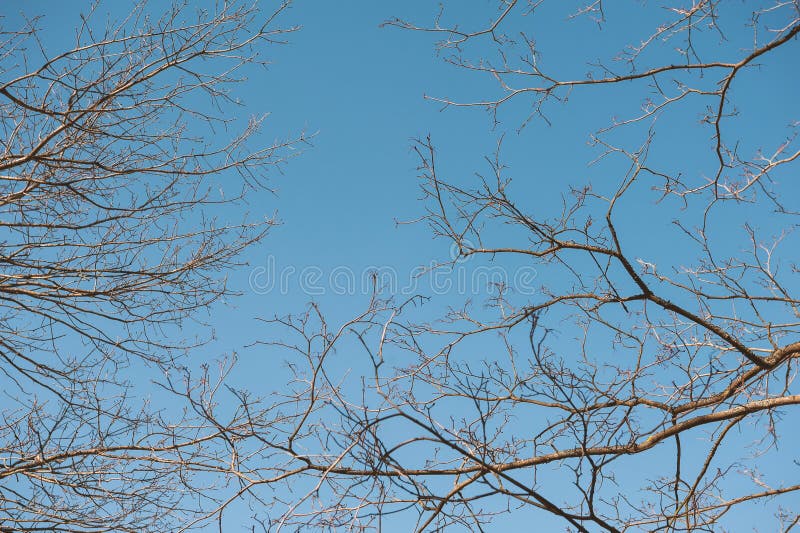 Leafless Tree Branches Stretch Against a Clear Blue Sky, Creating ...
