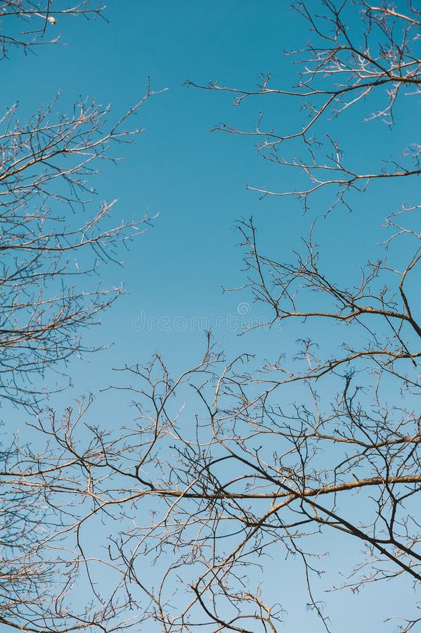 Leafless Tree Branches Stretch Against a Clear Blue Sky, Creating ...