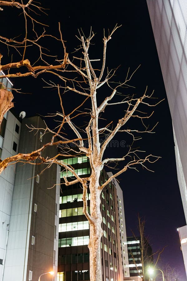Leafless Tree among Buildings in the Night at Sapporo in Hokkaido ...