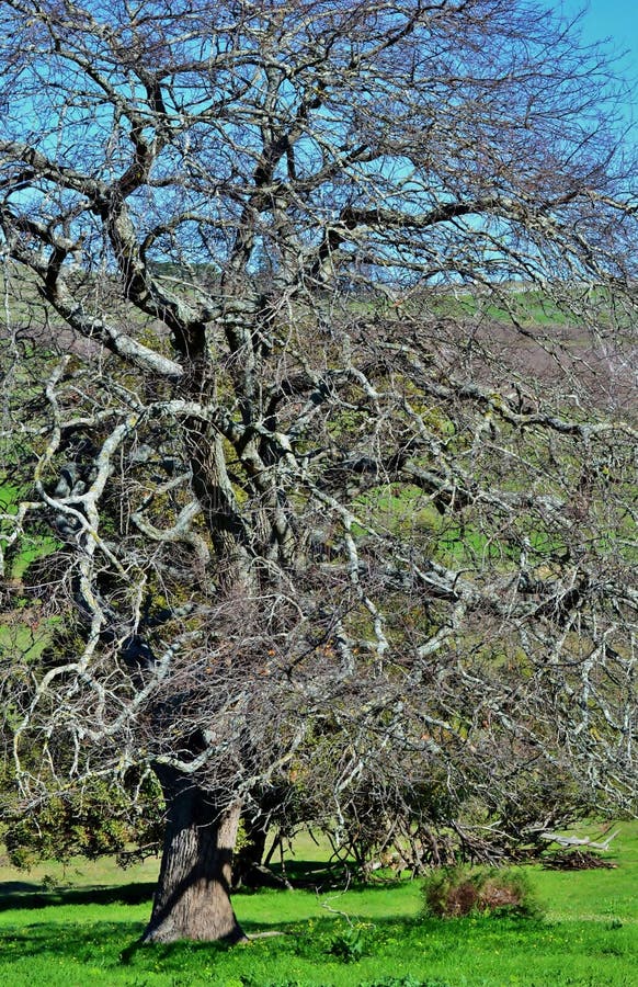 Leafless Oak tree stock image. Image of cold, black, winter - 91457599