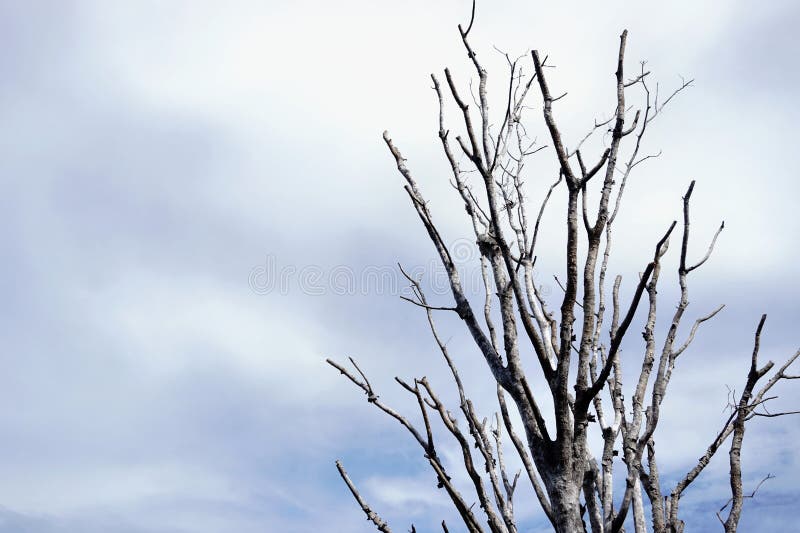 Leafless Tree with Clouds Sky Background, Nature Background Stock Image ...