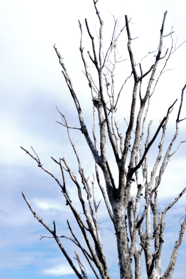 Leafless Tree with Clouds Sky Background, Nature Background Stock Photo ...