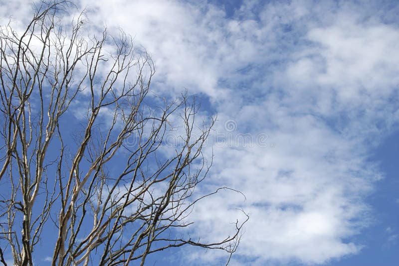 Leafless Tree with Cloudy Blue Sky Background Stock Photo - Image of ...