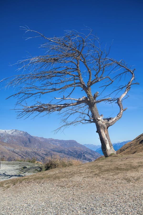 Leafless tree stock image. Image of brown, country, looking - 44944579