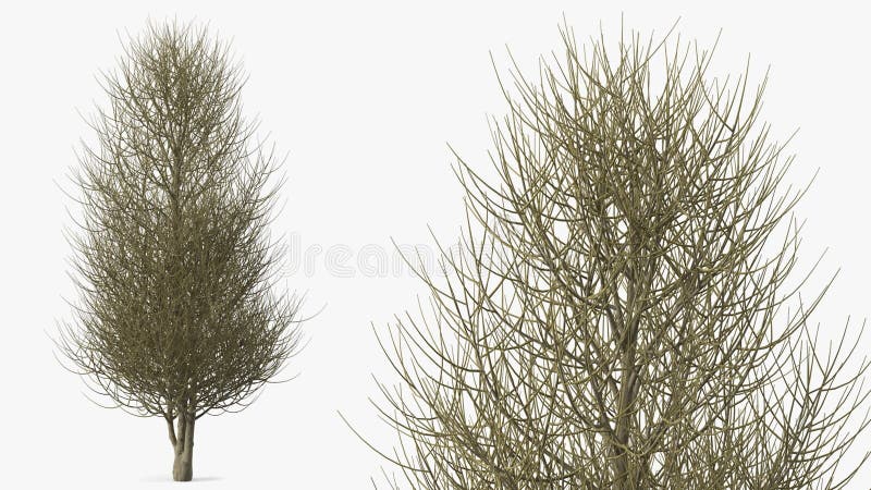 Leafless Tree with Detailed Branch Structure Design Stock Photo - Image ...