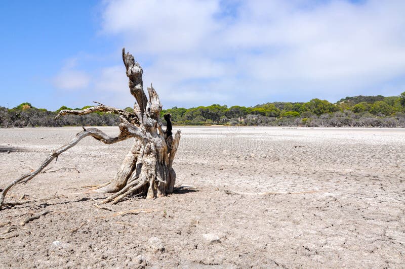 Leafless Tree: Drought stock photo. Image of land, environment - 70767352