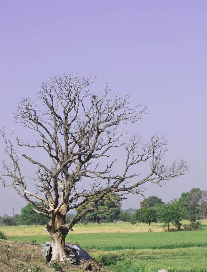 Leafless Tree stock photo. Image of leafless, development - 50607508