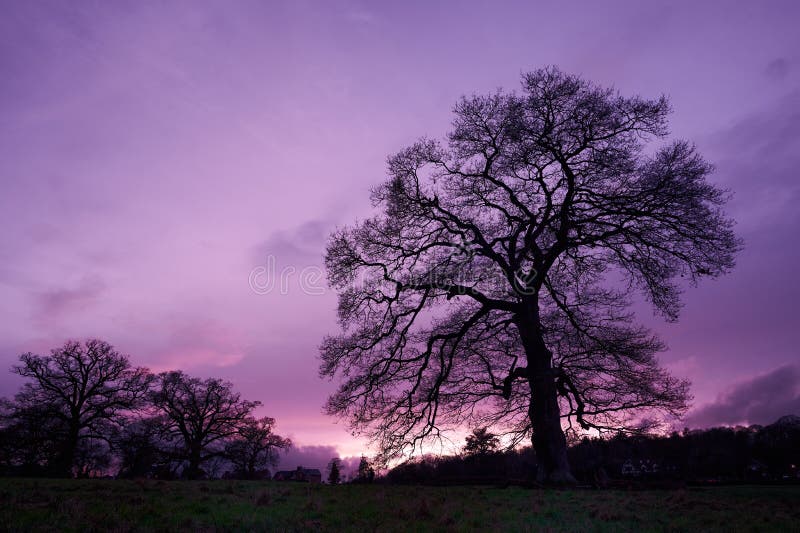 Leafless Tree at Dusk with Purple Sky Stock Image - Image of blustery ...