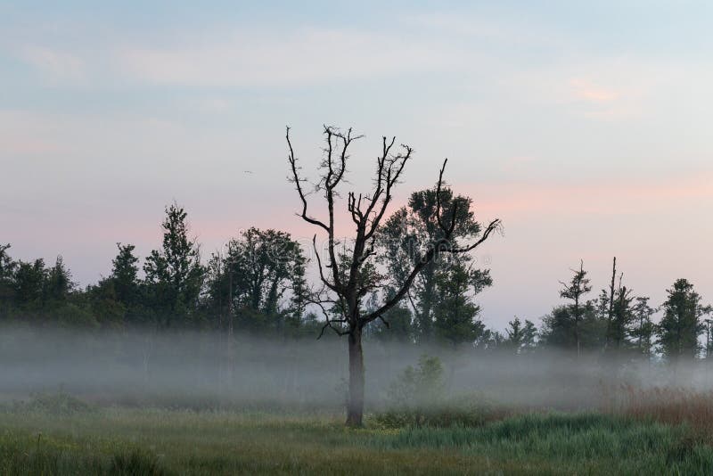Leafless Tree at the Edge of the Forest. Stock Photo - Image of grass ...