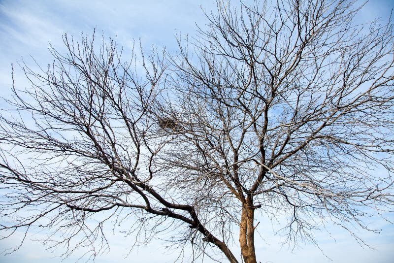 Leafless tree in fall stock photo. Image of tree, winter - 170200100