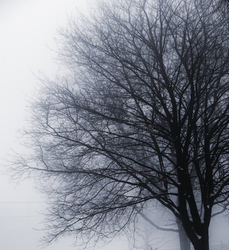 Leafless tree in fog stock image. Image of snow, branch - 120439313