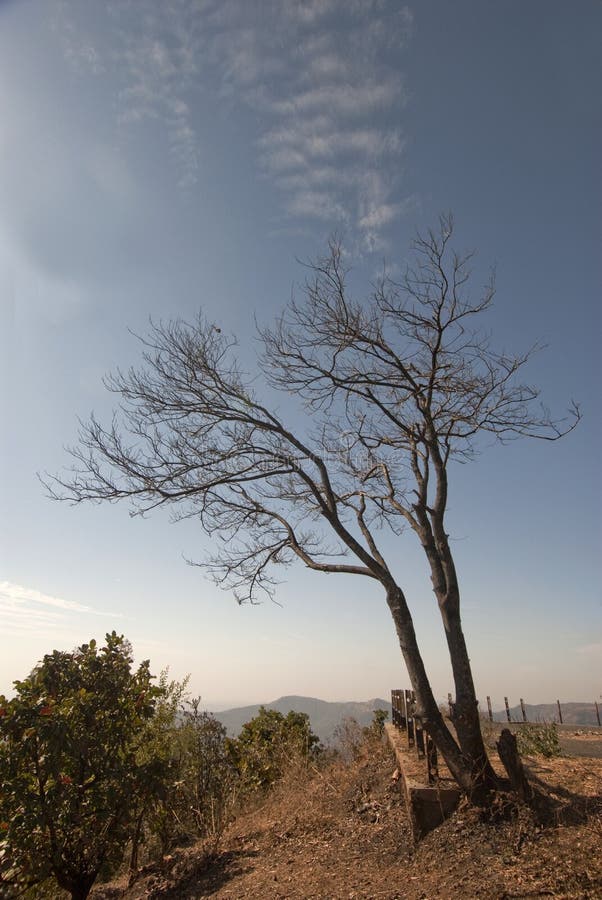 Leafless Tree on the Hariken Point Stock Image - Image of evening, leaf ...