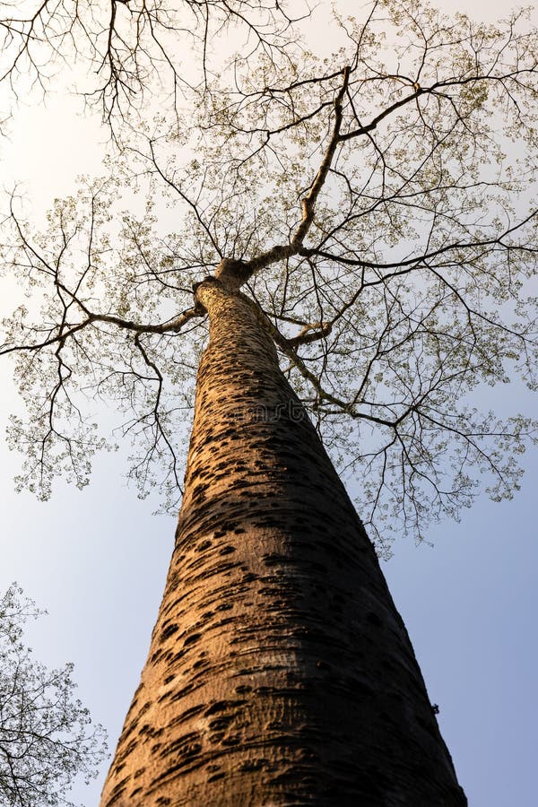 Leafless Tree with Hot Environment in Tropical Rainforest Stock Image ...