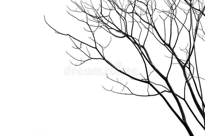 Leafless Tree stock image. Image of leafless, shape, ecology - 72393479