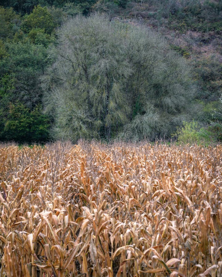 Leafless Tree in Late Autumn Behind a Dry Corn Field Stock Photo ...