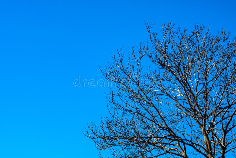 Leafless Tree. Leafless Tree Isolated on Clear Blue Sky Background Stock Photo - Image of ...